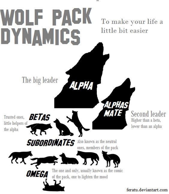 What It Takes To Survive When Meeting The Wolves Survivopedia What It Takes To Survive When Meeting The Wolves Survivopedia
