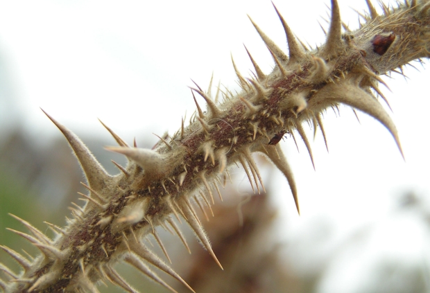 Protecting Your Home With Defensive Bushes | Survivopedia