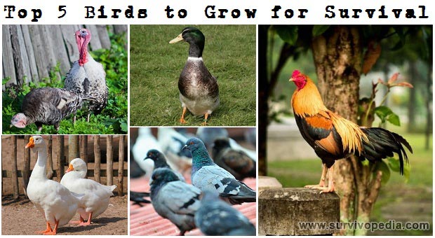 Best 5 Birds To Grow For Survival | Survivopedia