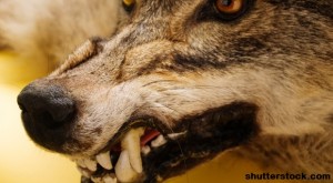 Emergency Medicine: Treating Animal Bites Correctly – Survivopedia