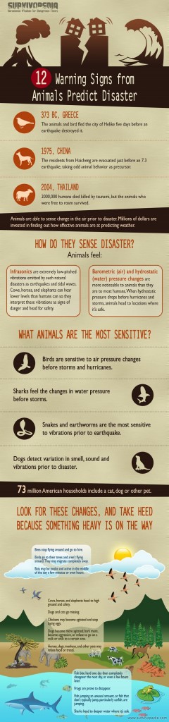 12 Animals Signs Which Save You From Disaster – Survivopedia