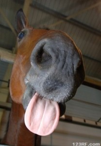 6 Smart Tips For Prepping With Pets – Survivopedia