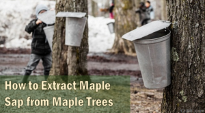 How To Extract Maple Sap From Maple Trees – Survivopedia