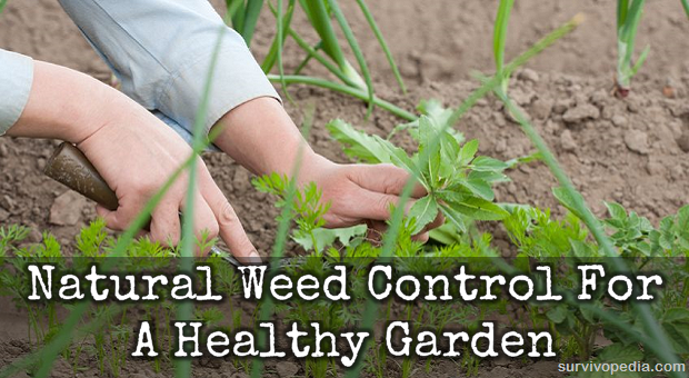 Natural Weed Control For A Healthy, Weed-Free Garden | Survivopedia