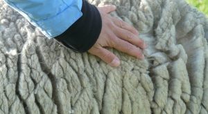 What You Need To Know About Using Wool For Survival – Survivopedia