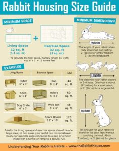 Easy Guide On How To Build A Rabbit Coop – Survivopedia