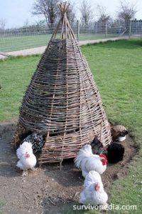 How To Make Hens Lay More Eggs In The Summer – Survivopedia