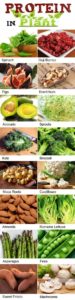 Non-Meat Protein Sources For Your Survival Stockpile – Survivopedia
