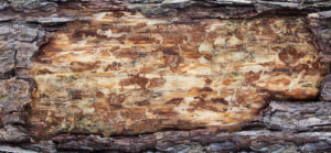 10 Ingenious Foods People Ate During Famines – Survivopedia