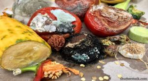 6 Old-Time Ways to Check If Your Food Has Spoiled – Survivopedia