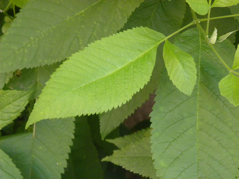 The 7 Best Medicinal Plants Used by Native Americans - Bio Prepper