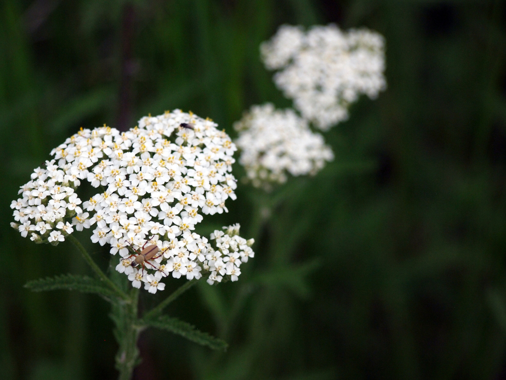 The 7 Best Medicinal Plants Used by Native Americans - Bio Prepper