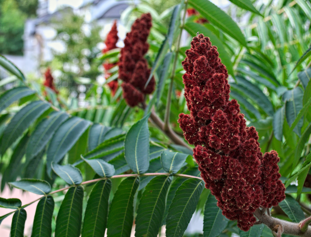 The 7 Best Medicinal Plants Used by Native Americans - Bio Prepper