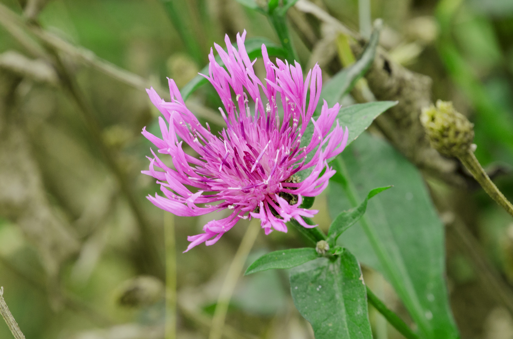 The 7 Best Medicinal Plants Used by Native Americans - Bio Prepper