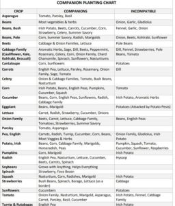 The Survival Guide To Companion Planting