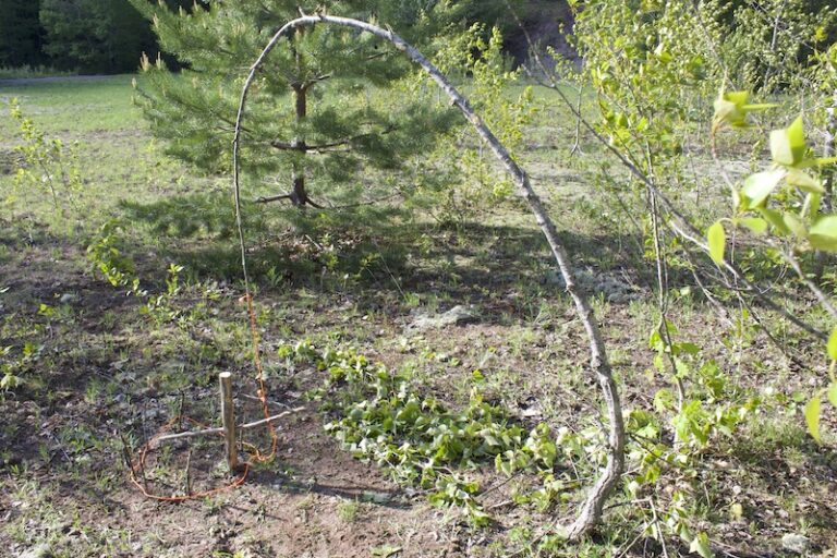 Trapping Part 2: Must Know Skills: Deadfall & Snare – Survivopedia