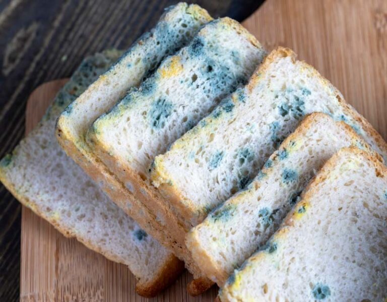 Off-Grid Survival: How To Track Food In The Woods - Survivopedia