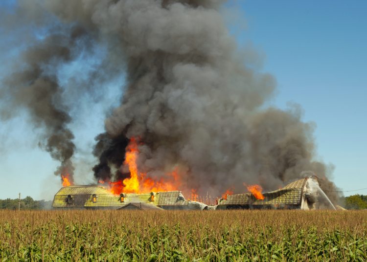 Medicinal Plants The Amish Used Regularly – Survivopedia
