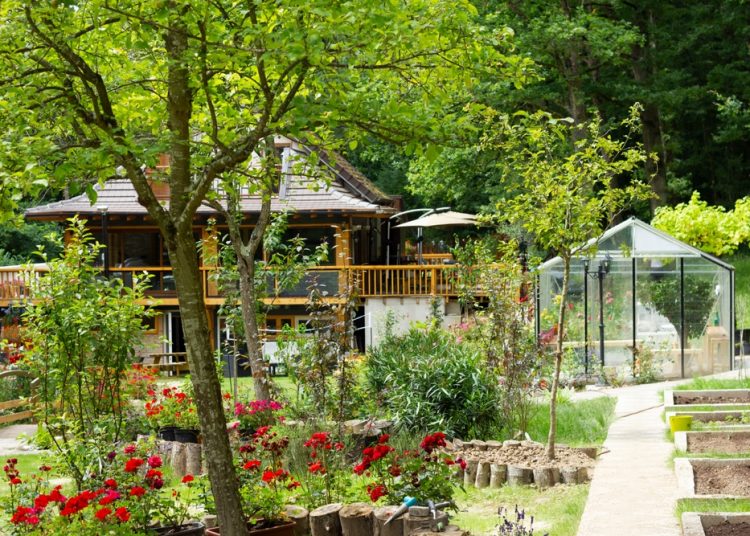 Medicinal Plants The Amish Used Regularly – Survivopedia